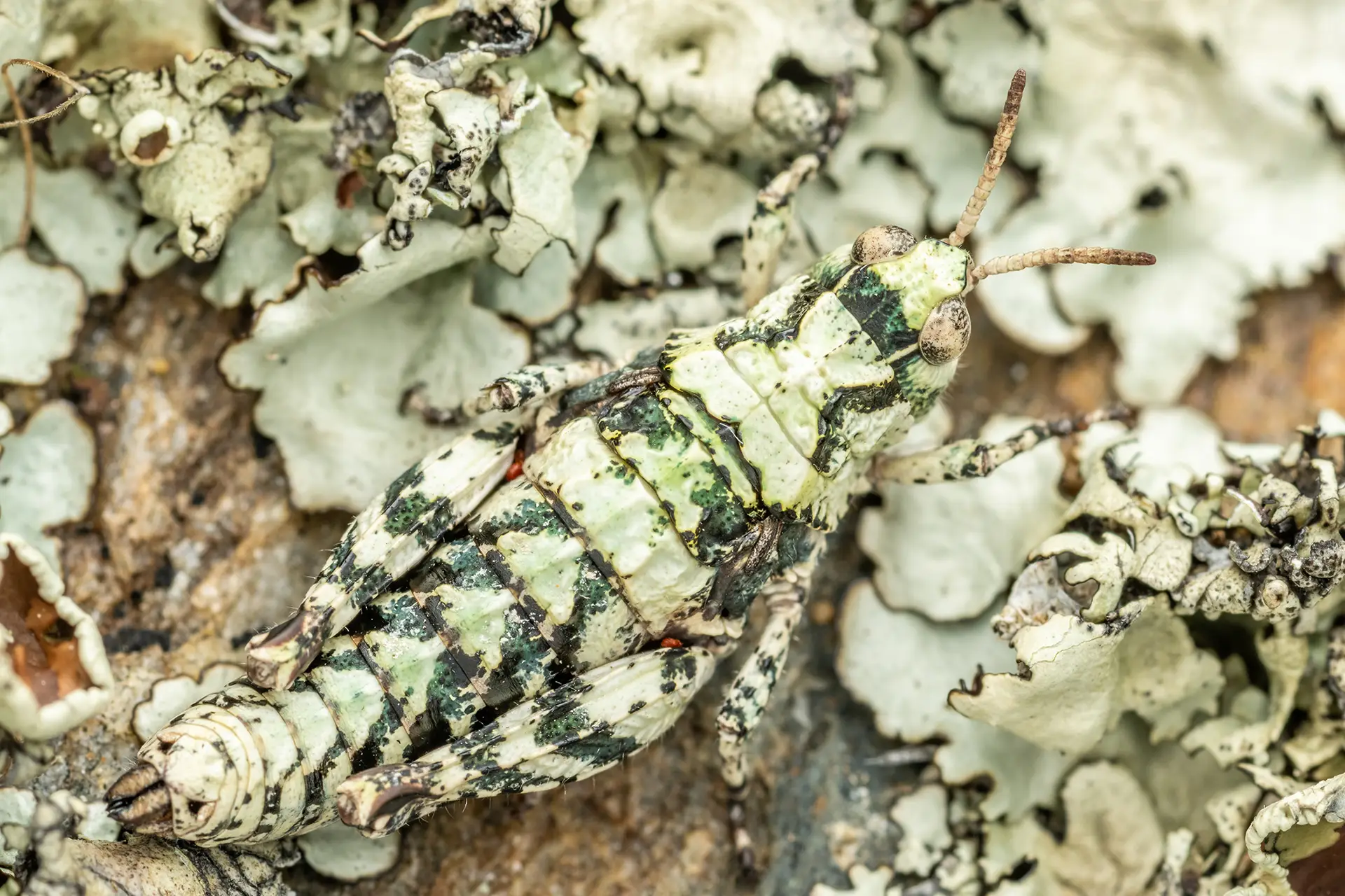 Sigaus Patearoa – Wētā Conservation Charitable Trust